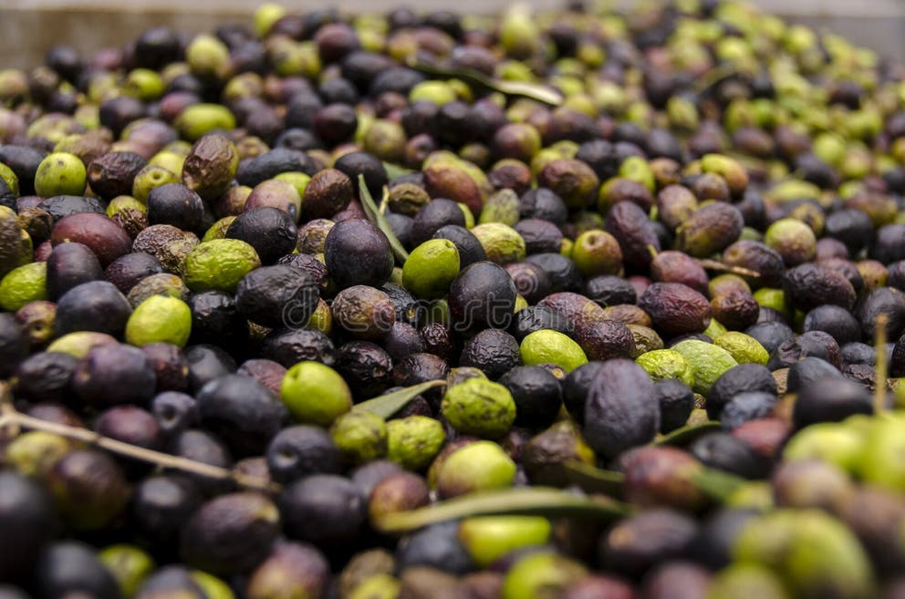 Olives in a mill stock image. Image of food, colors, crusher - 35451525