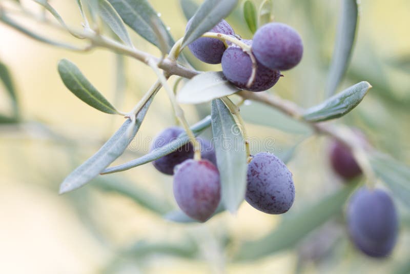 Olives on Olive Tree in the Autumn Stock Photo - Image of blurred ...