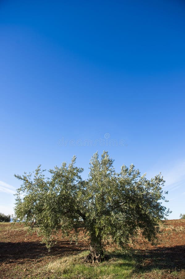 Olives on Olive Tree in Autumn. Season Nature Image Stock Image - Image ...