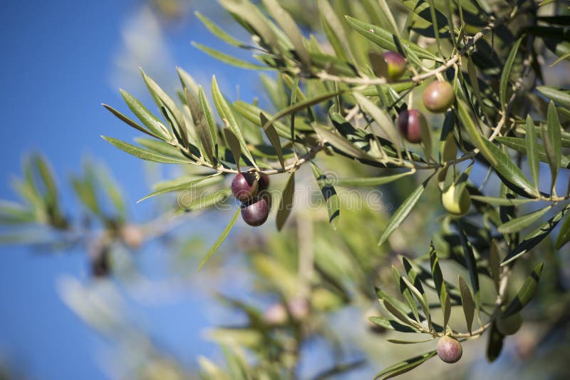 Olives on Olive Tree in Autumn. Season Nature Image Stock Image - Image ...