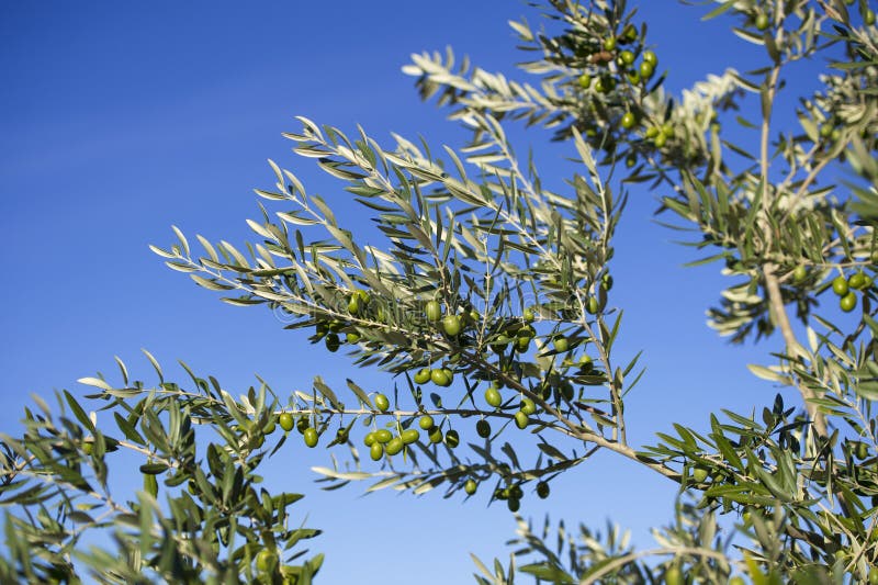 Olives on Olive Tree in Autumn. Season Nature Image Stock Image - Image ...