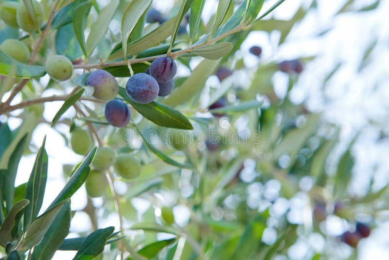 Olive tree branch stock photo. Image of antioxidant - 104473398