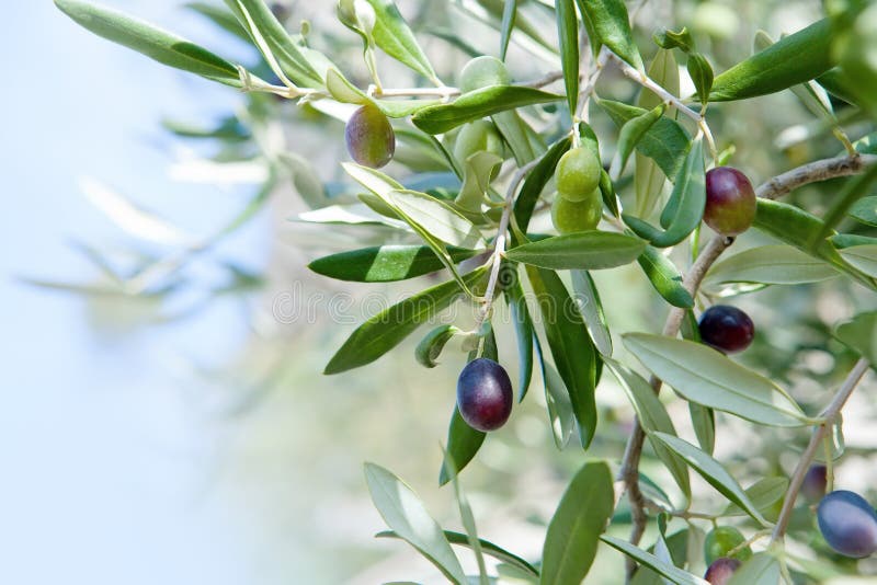 Olive tree branch stock image. Image of concept, ingredient - 104473489