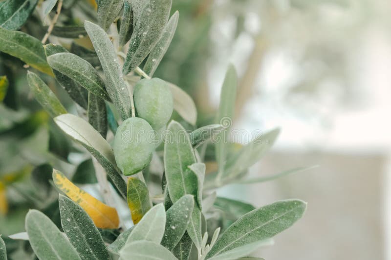 Olives on Olive Tree Branch. Olive Tree Stock Image - Image of tree ...