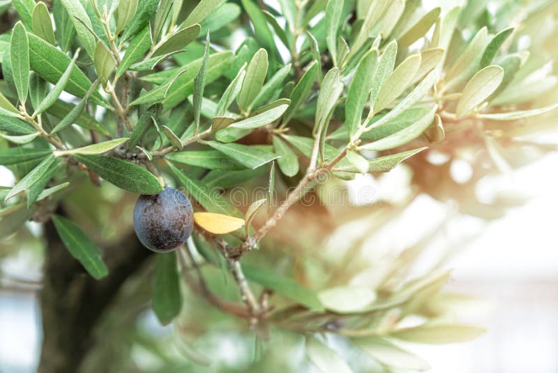 Olives on Olive Tree. Close Up of Tuscan Olive Branch Hanging Stock ...