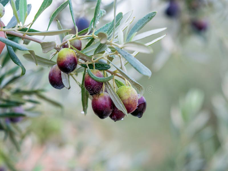 Olives on Olive Tree Drop of Water Stock Photo - Image of diet, concept ...