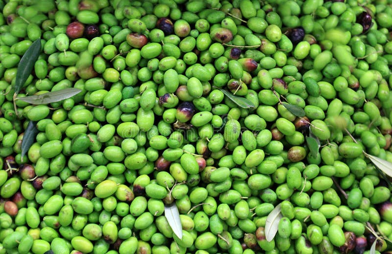 Olives stock photo. Image of milling, field, mediterranean - 139635596