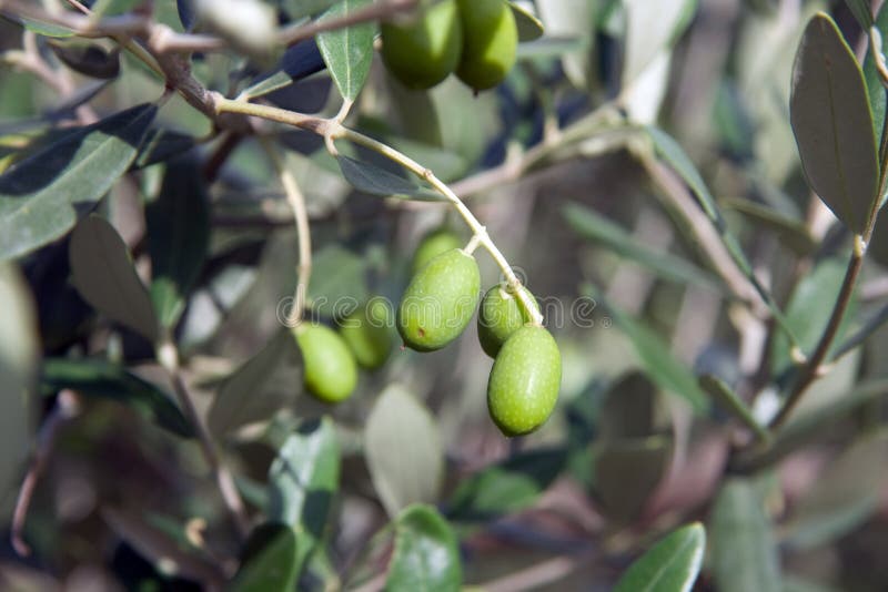 Olive on the Tree, Olive Taggiasche, Liguria, Imperia Stock Photo ...
