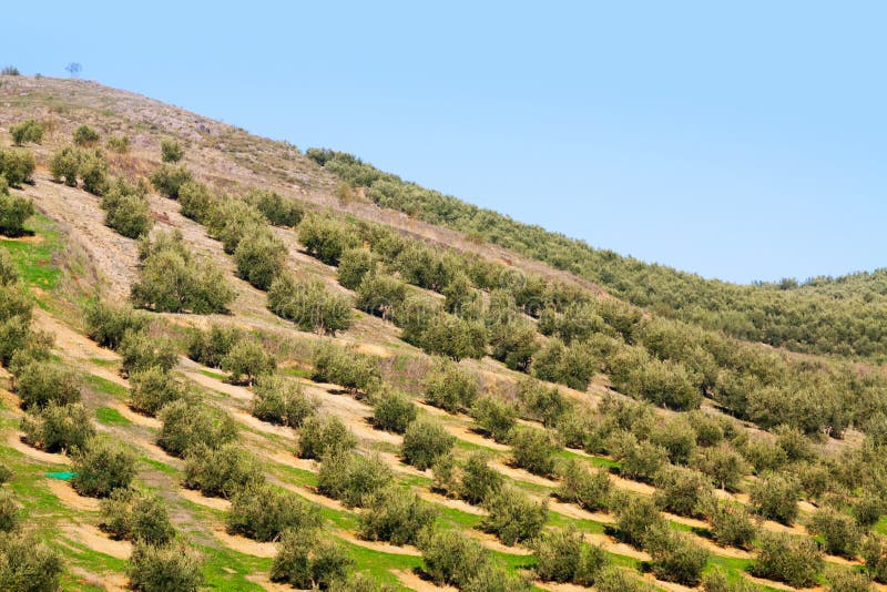 Olives Plant at Hill Fields Stock Image - Image of landscape ...