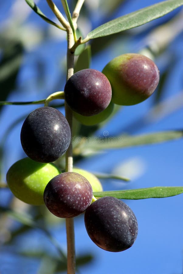 Olives of portugal stock image. Image of healthy, fruit - 3627437
