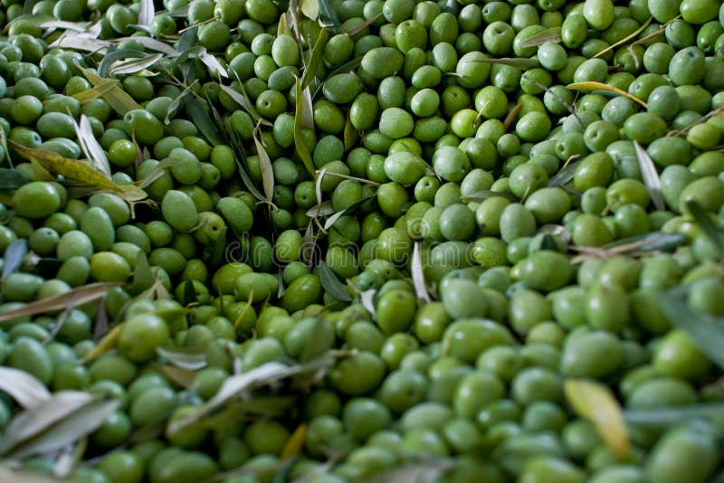 1+ Olives process Free Stock Photos - StockFreeImages