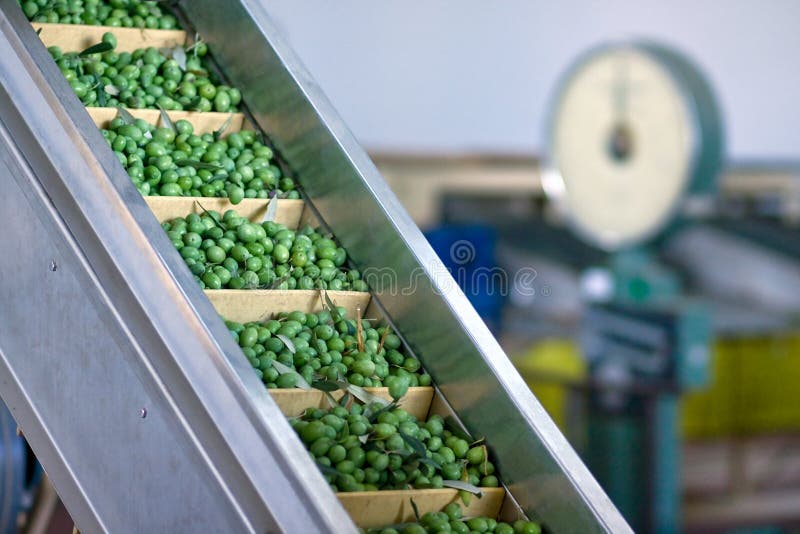 Olives stock photo. Image of sardinia, green, italian - 49127880