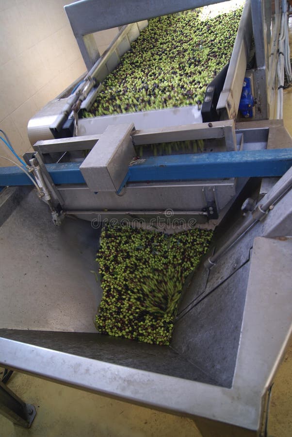 Olives in a Processing Machine Stock Photo - Image of greek, health ...