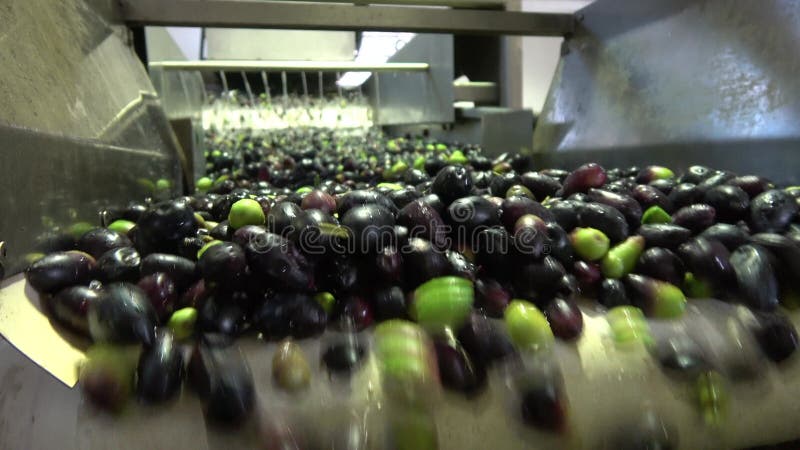 Olives Processing in the Olive Mill 1 Stock Video - Video of press ...