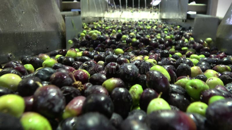 Olives Processing in the Olive Mill 4 Stock Video - Video of ...