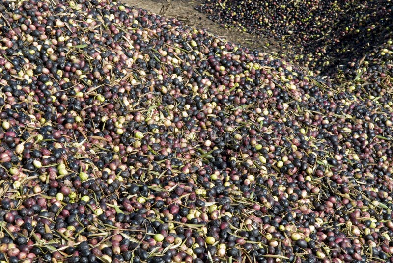 Olives ready for pressing stock image. Image of natural - 7496349