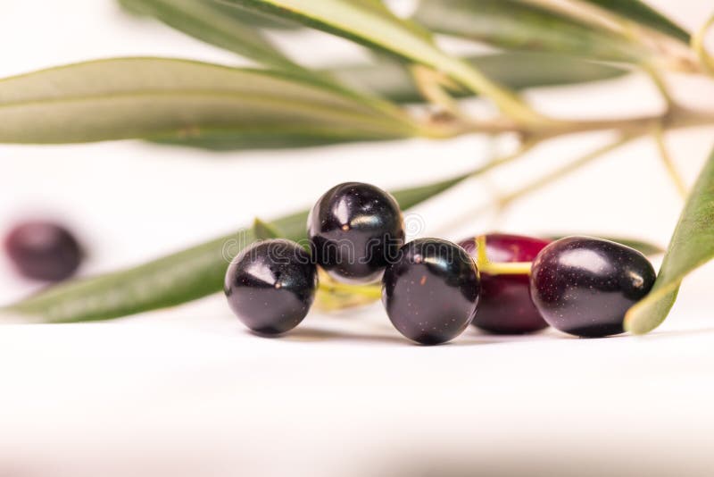 Olives Ripe Leaf Ripe Leaves Isolated in White Background Stock Image ...