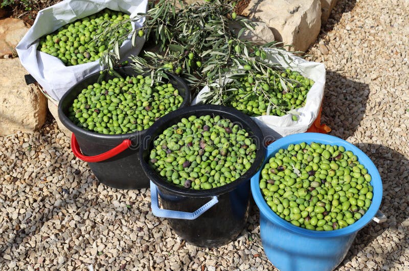 Olives Ripened on Trees in a City Park. Stock Photo - Image of fruits ...