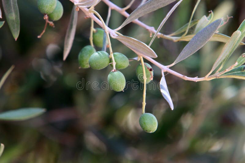 Olives Ripened on Trees in a City Park. Stock Photo - Image of summer ...