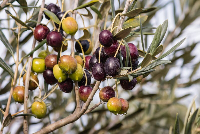 Olives Ripening on Tree with Raindrops Stock Image - Image of leaves ...