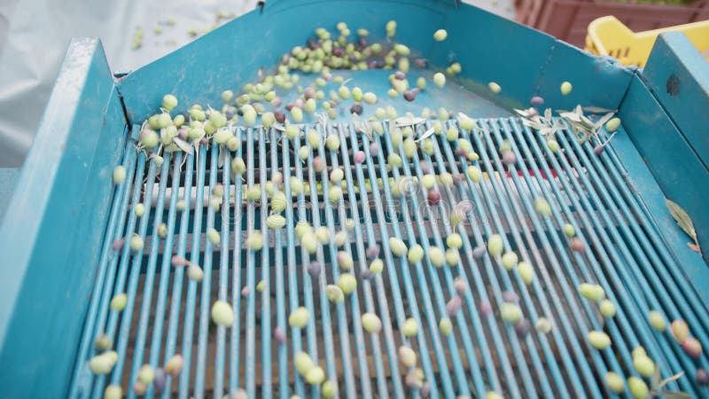 Olives Separation from Leaves with a Machine Ready for Crusher Stock ...