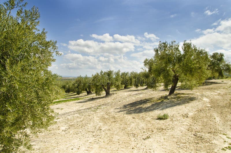 Olives in spring day stock image. Image of andalusia - 30412779