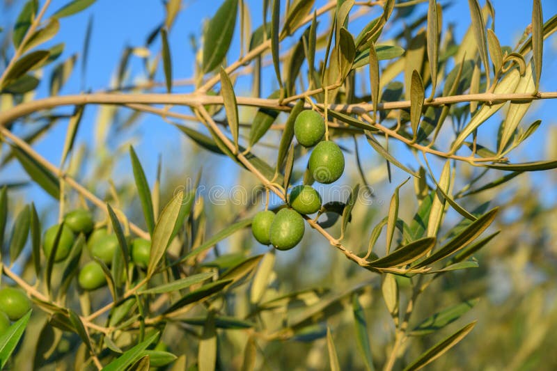 Olives with Table. Wooden Table with Olive Trees Stock Photo - Image of ...