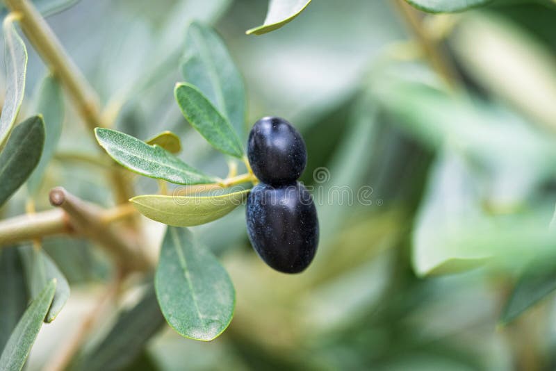 Olives on tree stock photo. Image of harvest, cultivation - 352670224