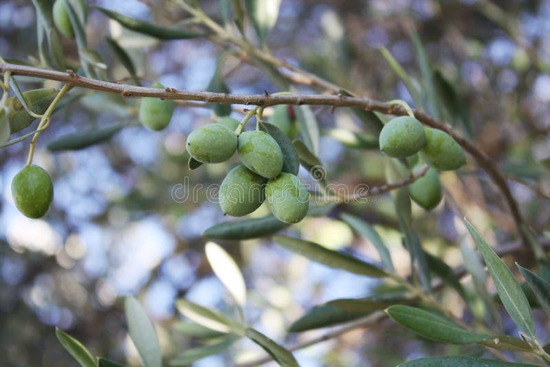 Olive tree stock image. Image of fresh, ripe, food, vegetable - 99161449
