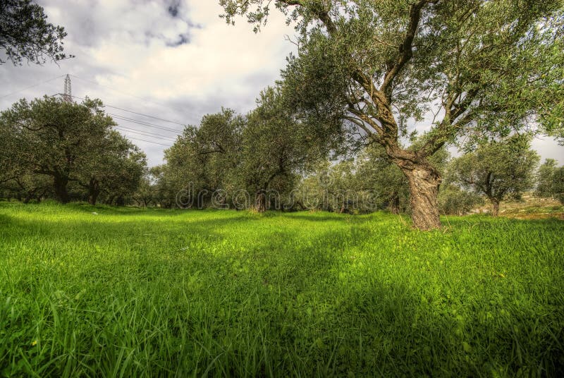 Olives Tree Green Field Dramatic Sky Stock Photos - Free & Royalty-Free ...