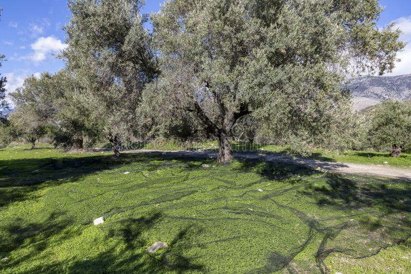 Olives trees in Crete stock image. Image of olives, grass - 135676061
