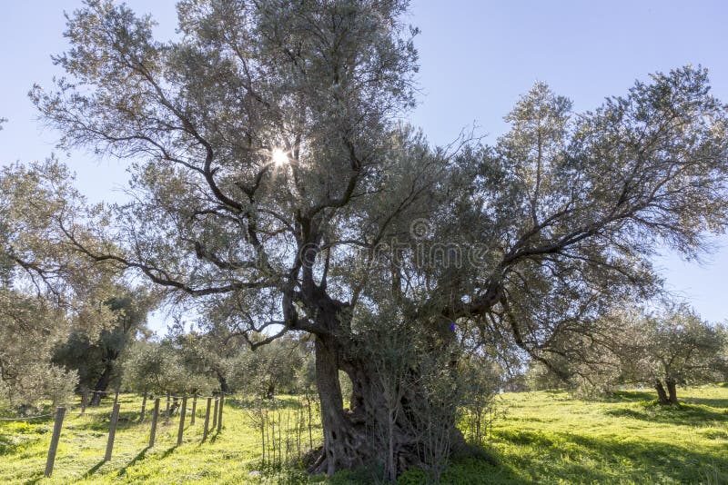 Olives trees in Crete stock photo. Image of roots, landscape - 135676062
