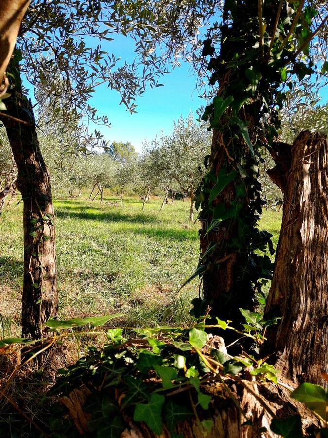 Olives Trees in an Olive Grove Stock Image - Image of grass, trees ...