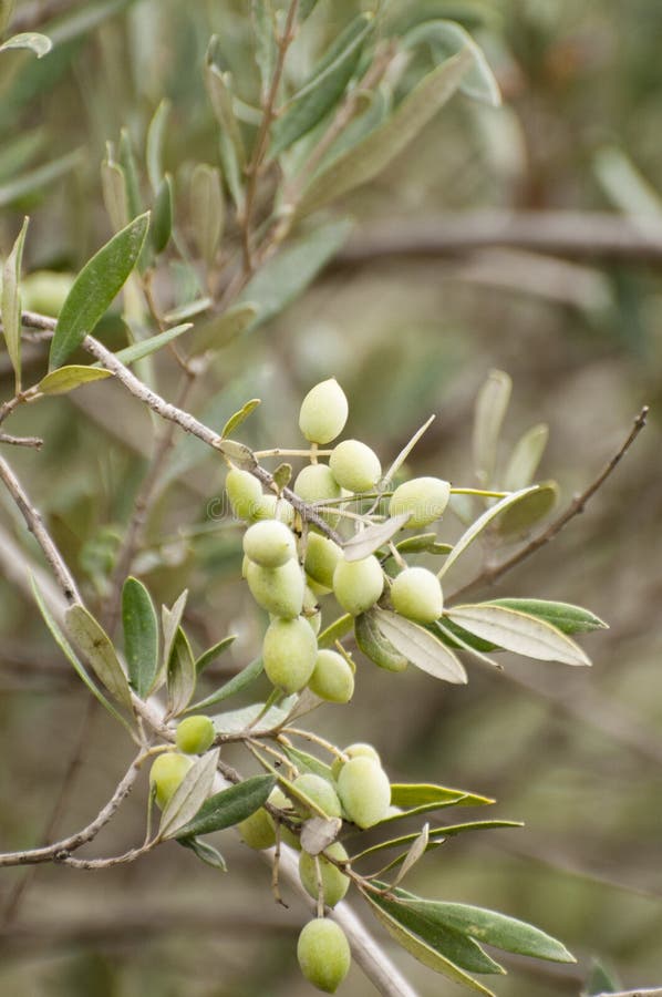 Olives stock image. Image of branch, healthy, life, crete - 39501597