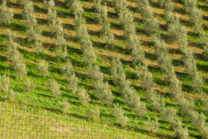Olives and vineyard stock image. Image of green, countryside - 9601287