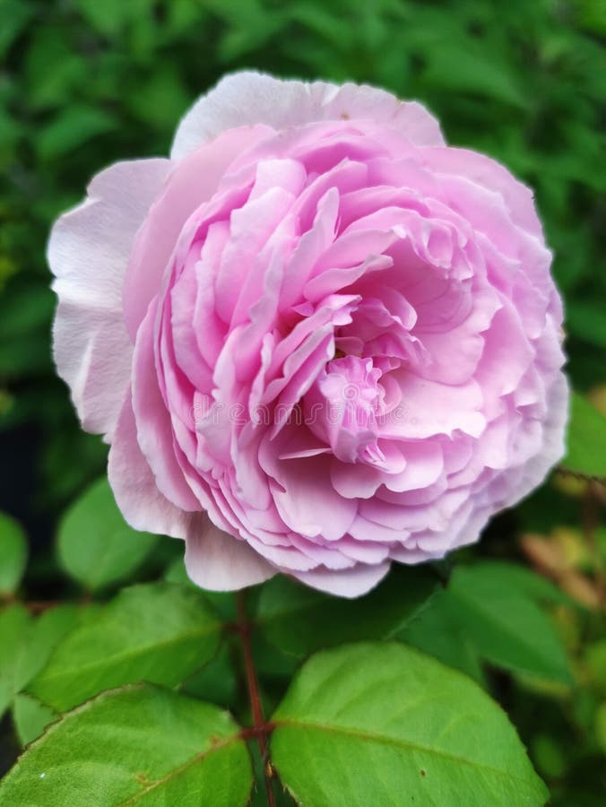 English Shrub Pink Olivia Rose Austin in Summer Cottage Garden. Natural ...