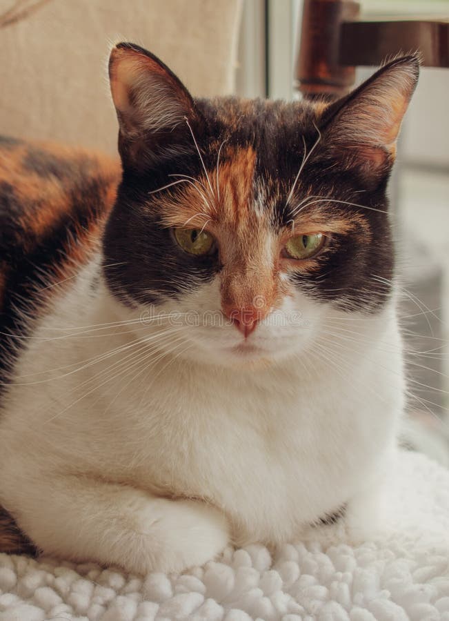 Tortoiseshell calico cat lying on kitchen chair, A beautiful young ...