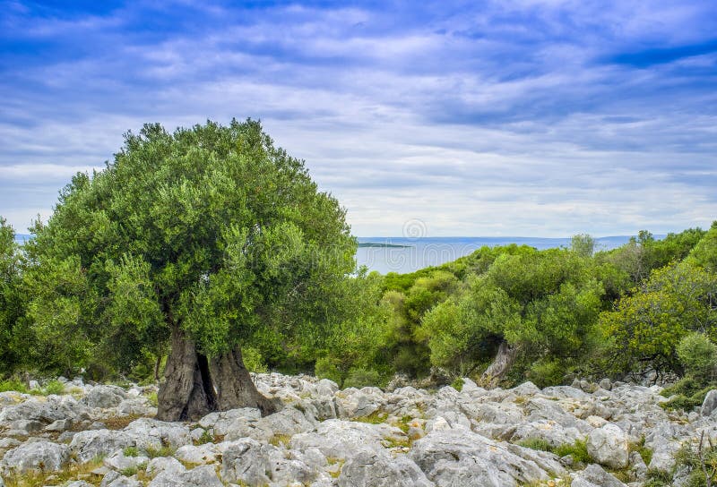 Mirsad Mehulic (Midija) - Photographer profile