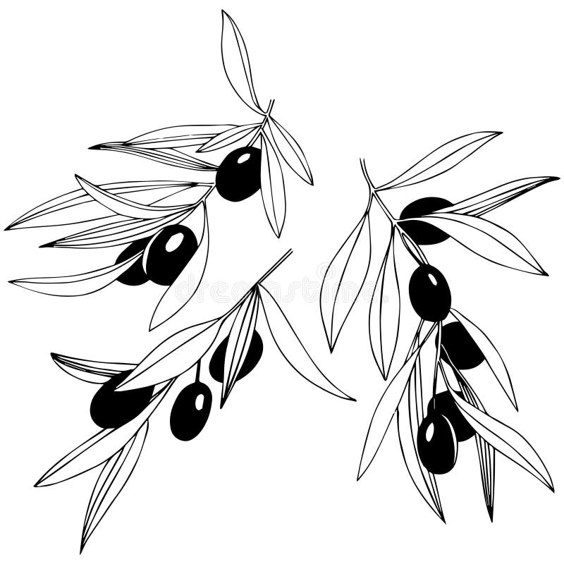 Olivo En Un Estilo Del Vector Aislado Ilustración del Vector ...