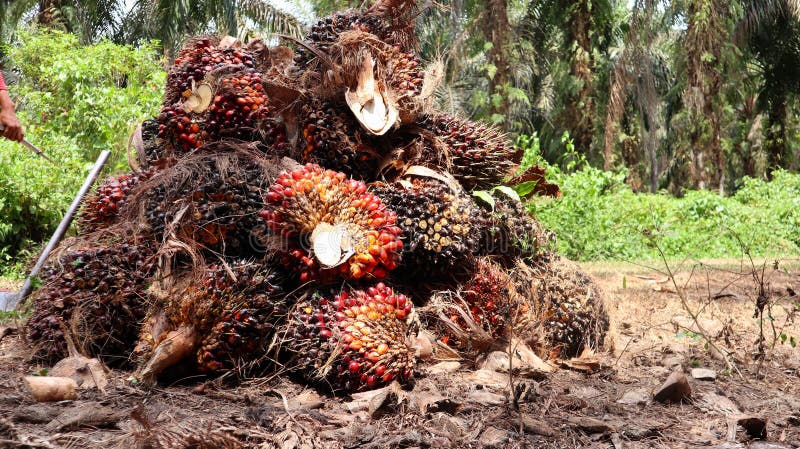 Collection and Pile of Oil Palm Fruit Stock Image - Image of crude ...