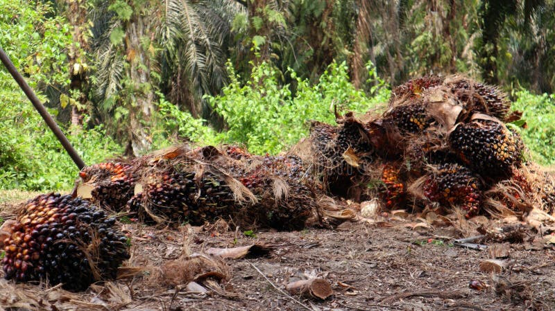 Collection and Pile of Oil Palm Fruit Stock Photo - Image of green ...