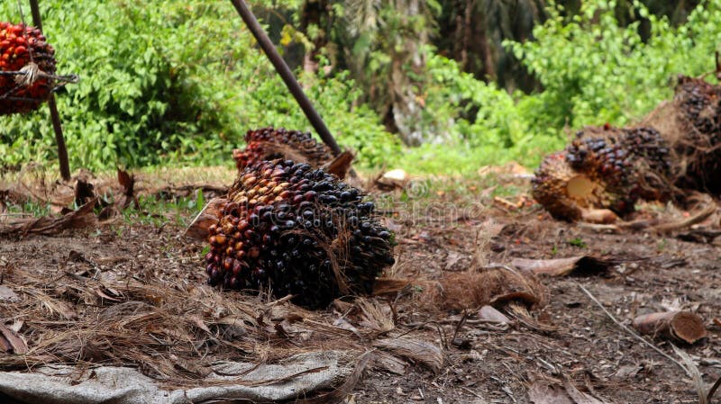 Collection and Pile of Oil Palm Fruit Stock Image - Image of employment ...
