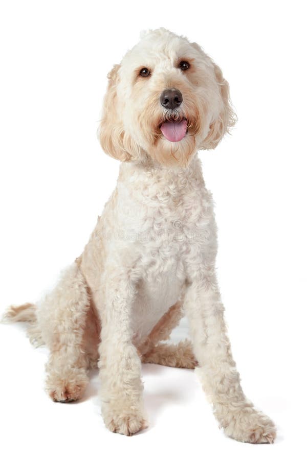 2,429 Labradoodle Photos - Free & Royalty-Free Stock Photos from Dreamstime