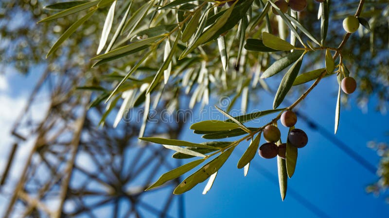 Ollive Tree Stock Photos - Free & Royalty-Free Stock Photos from Dreamstime