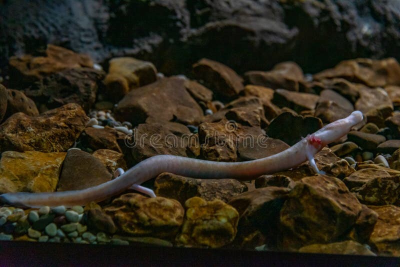 2,851 Postojna Cave Stock Photos - Free & Royalty-Free Stock Photos ...