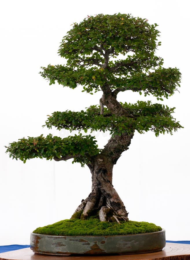 Olmo cinese come bonsai fotografia stock. Immagine di albero - 16116048