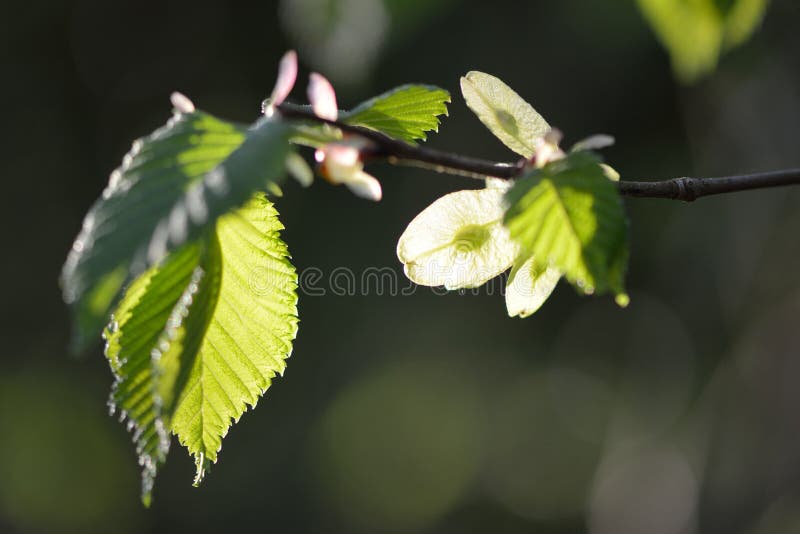 Olmo De Wych (glabra Del Ulmus) Foto de archivo - Imagen de alado ...