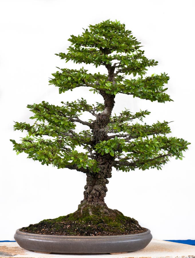 Olmo Giapponese Come Albero Dei Bonsai Fotografia Stock - Immagine di ...