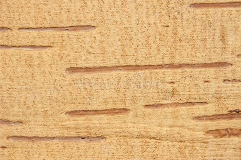 Olmo Textura De Madera Fotos De Stock - Descarga 1,017 Fotos Libres de ...