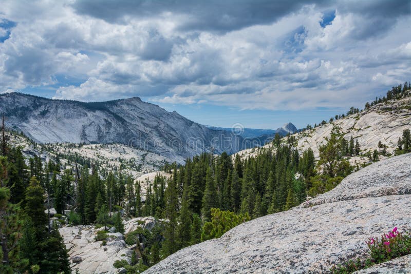 Olmsted Point Yosemite National Park Jeffrey Pine Stock Photo - Image ...